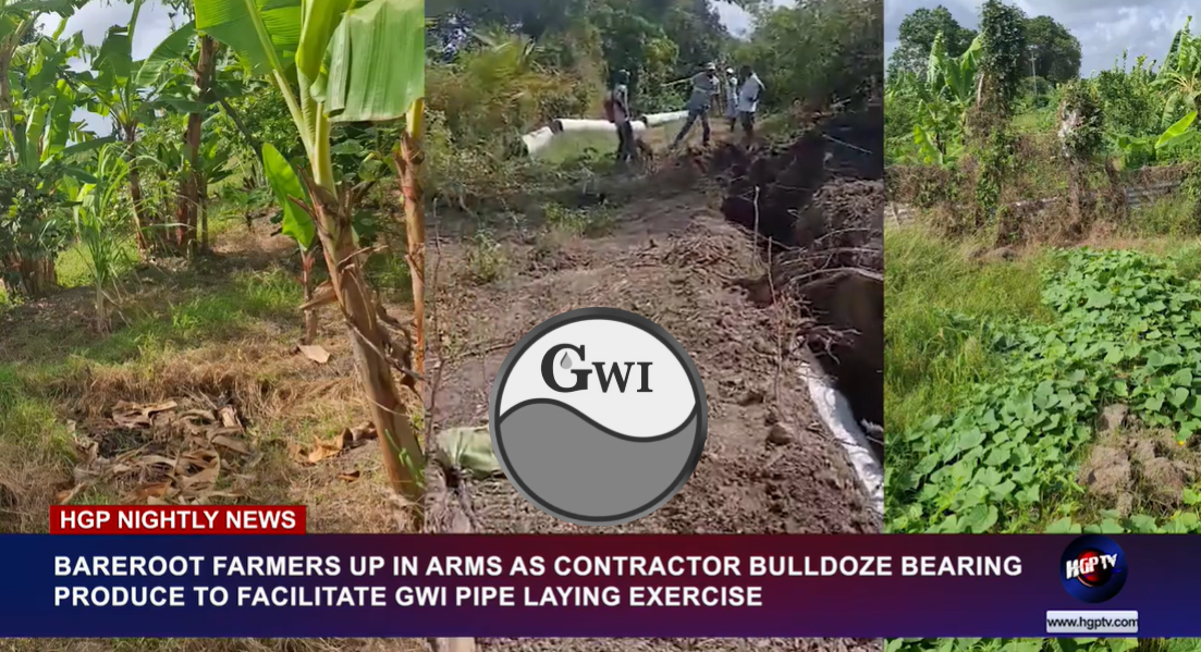 BAREROOT FARMERS UP IN ARMS AS CONTRACTOR BULLDOZES BEARING PRODUCE TO ...
